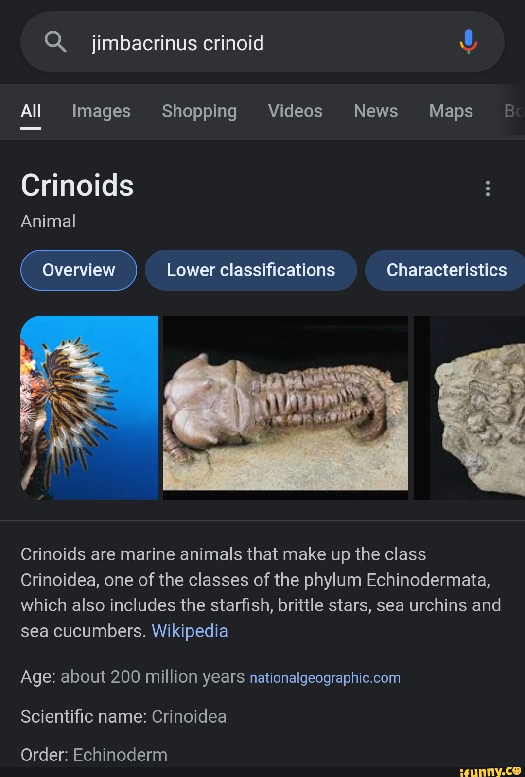 Jimbacrinus crinoid All Images Shopping Videos News Maps Crinoids ...