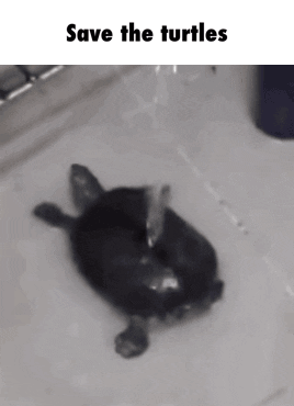 Save the turtles - iFunny