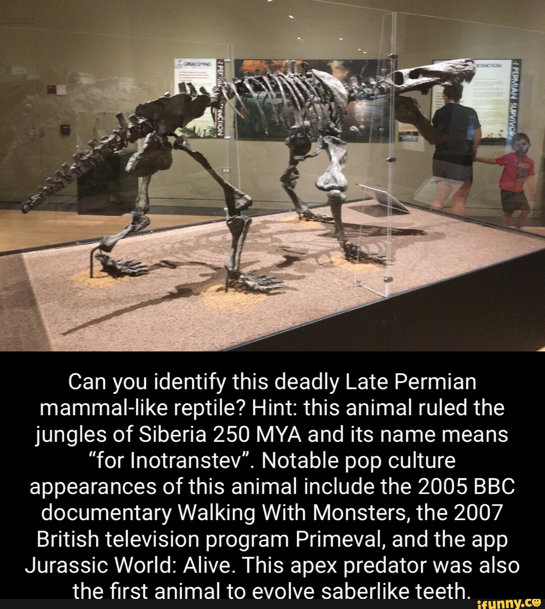 Can you identify this deadly Late Permian mammal-like reptile? Hint ...