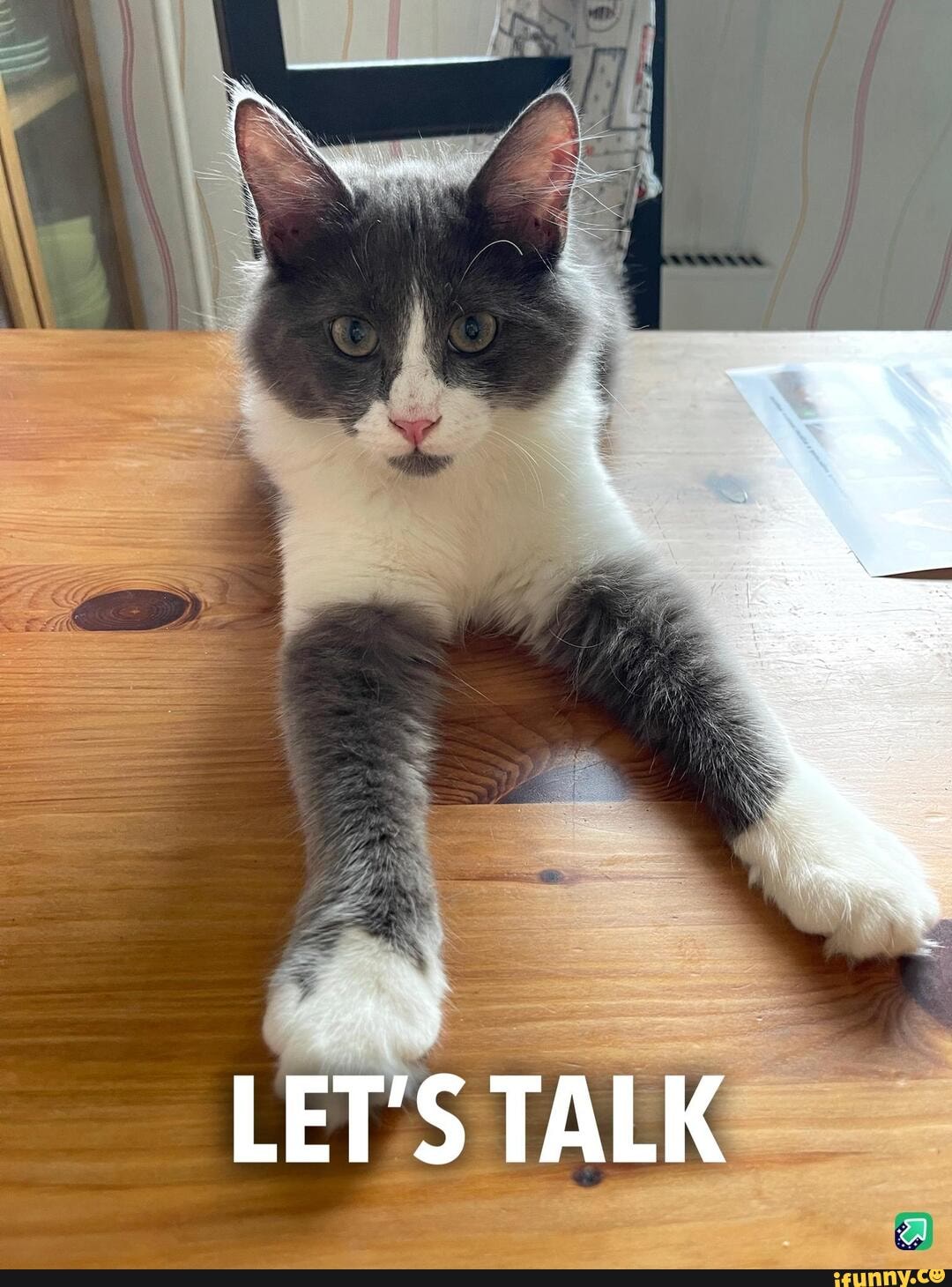 Memecat memes. Best Collection of funny Memecat pictures on iFunny