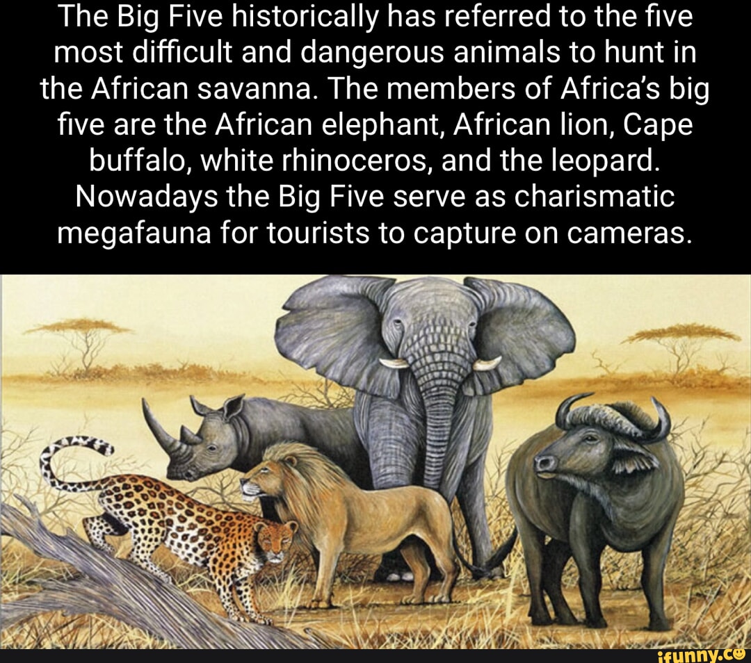 Savanna memes. Best Collection of funny Savanna pictures on iFunny