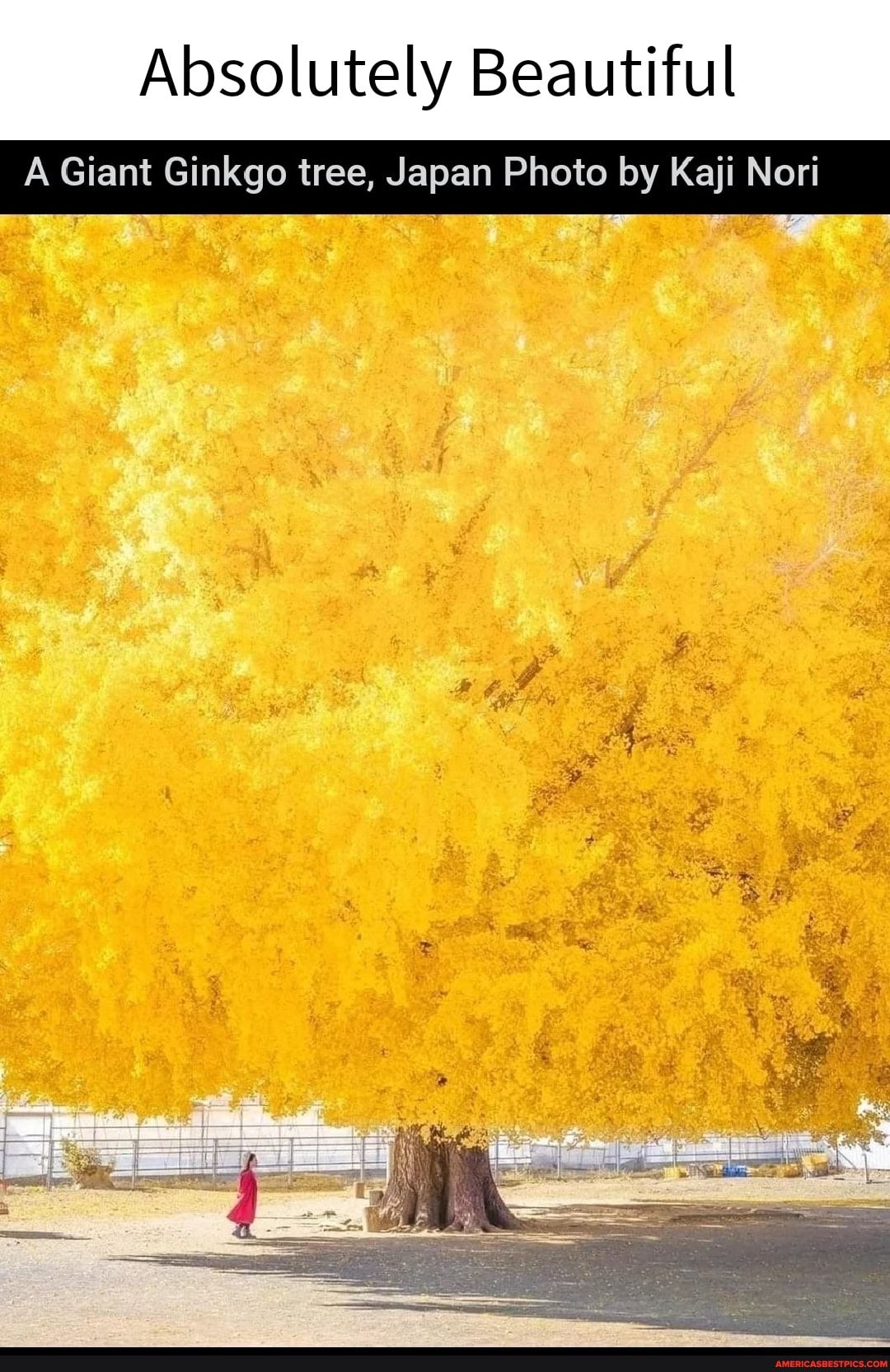Absolutely Beautiful A Giant Ginkgo tree, Japan Photo by Kaji Nori ...