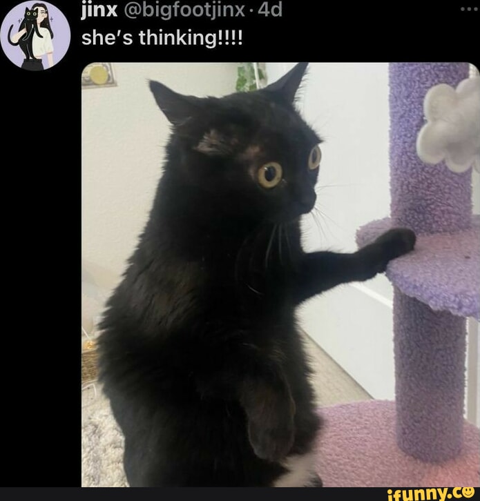 Jinx memes. Best Collection of funny Jinx pictures on iFunny