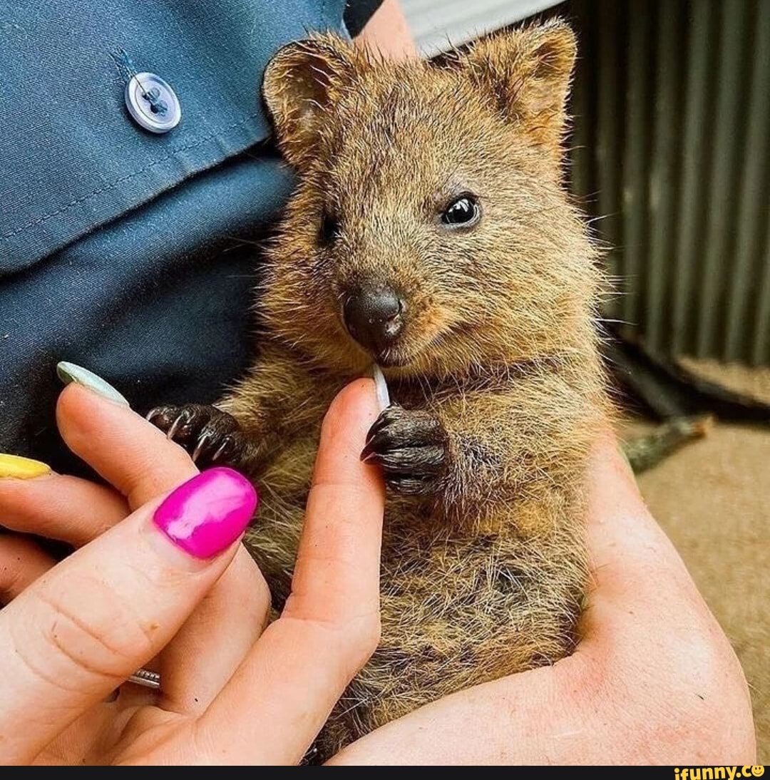 Quokka memes. Best Collection of funny Quokka pictures on iFunny