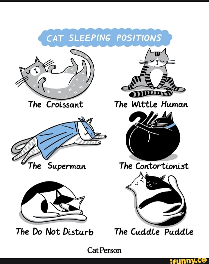 CAT SLEEPING POSITIONS The Croissant e Superman The Contortionist The ...
