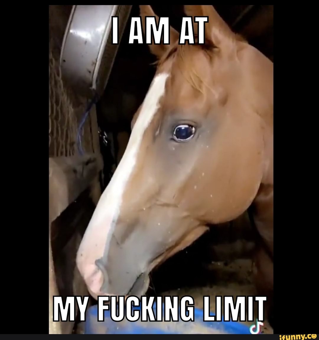 Honse memes. Best Collection of funny Honse pictures on iFunny