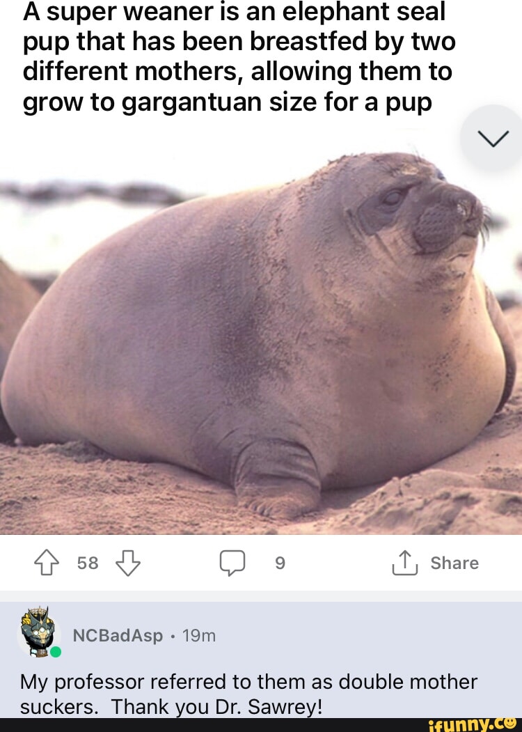 Video memes hu3VGFWuA by SurprisedSponge - iFunny