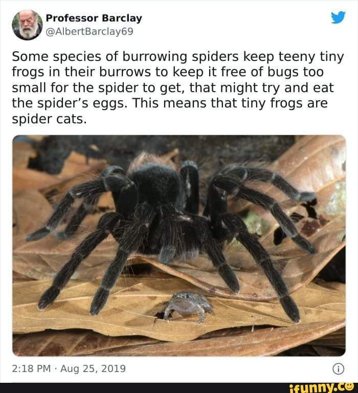 Professor Barclay ww @AlbertBarclay69 Some species of burrowing spiders ...