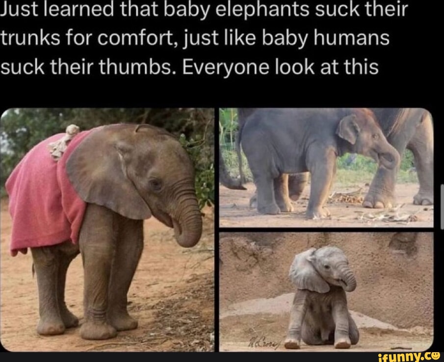 Trunks memes. Best Collection of funny Trunks pictures on iFunny