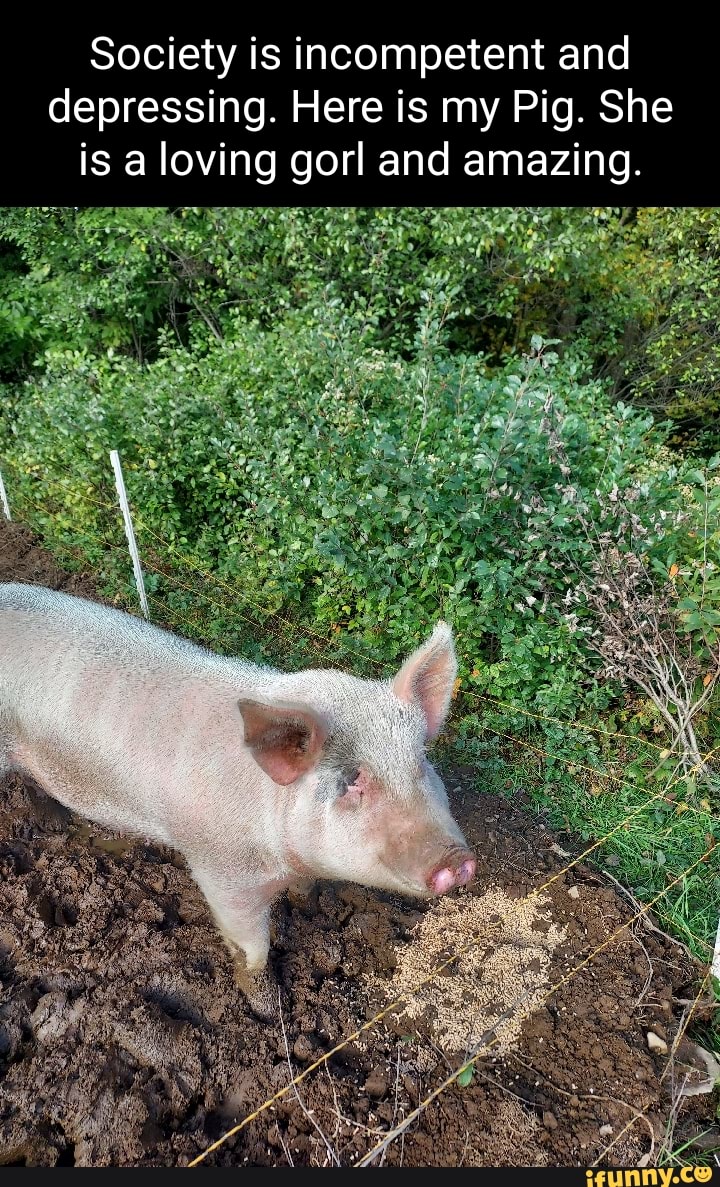 Society is incompetent and depressing. Here is my Pig. She is a loving ...