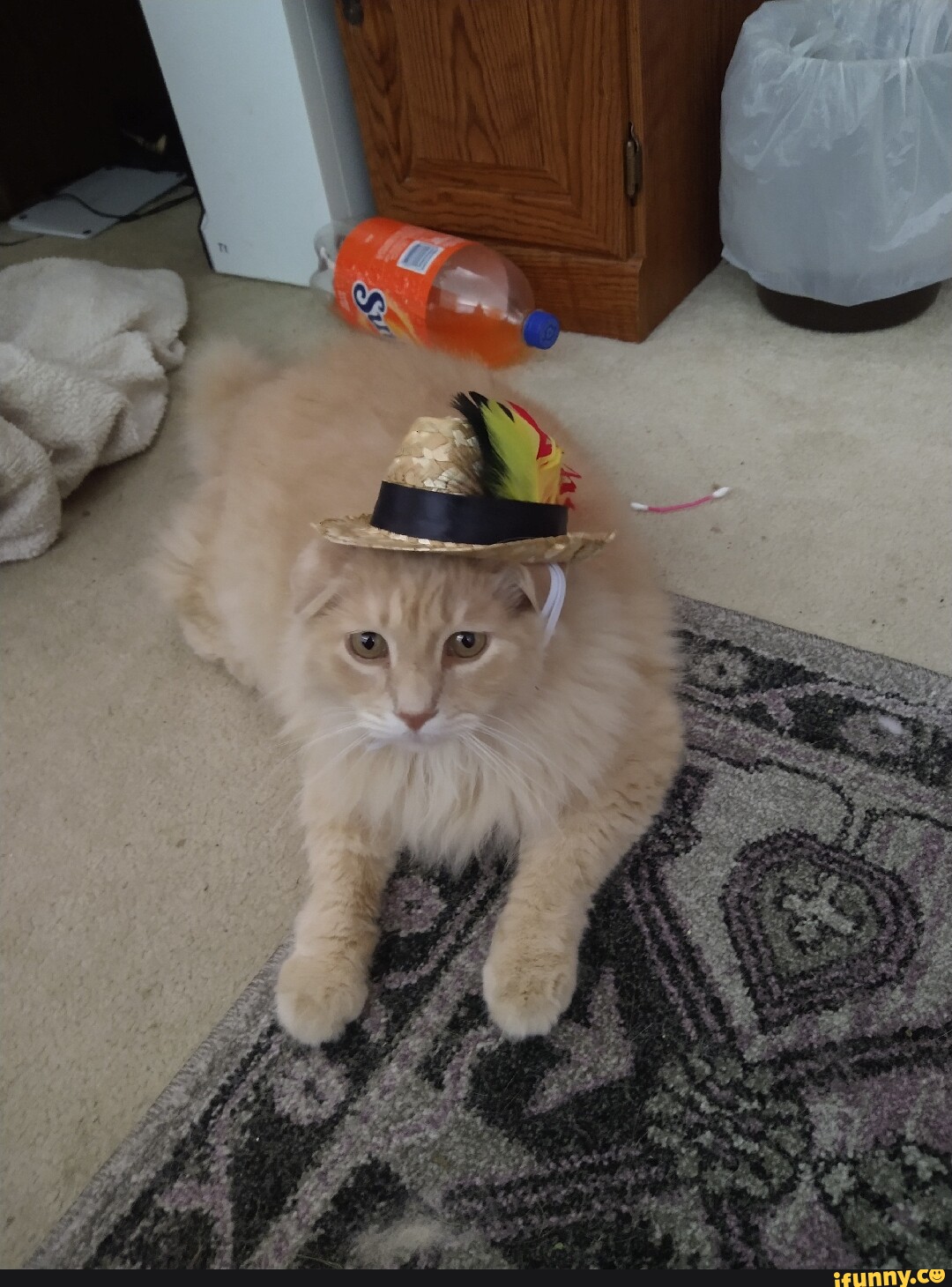 Cat in the Hat memes memes. The best memes on iFunny