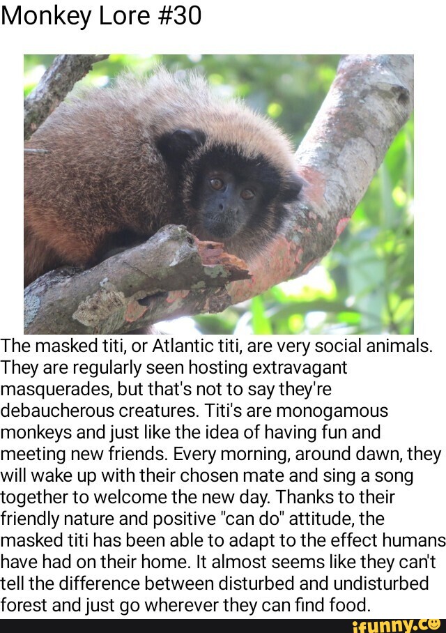 Titi memes. Best Collection of funny Titi pictures on iFunny