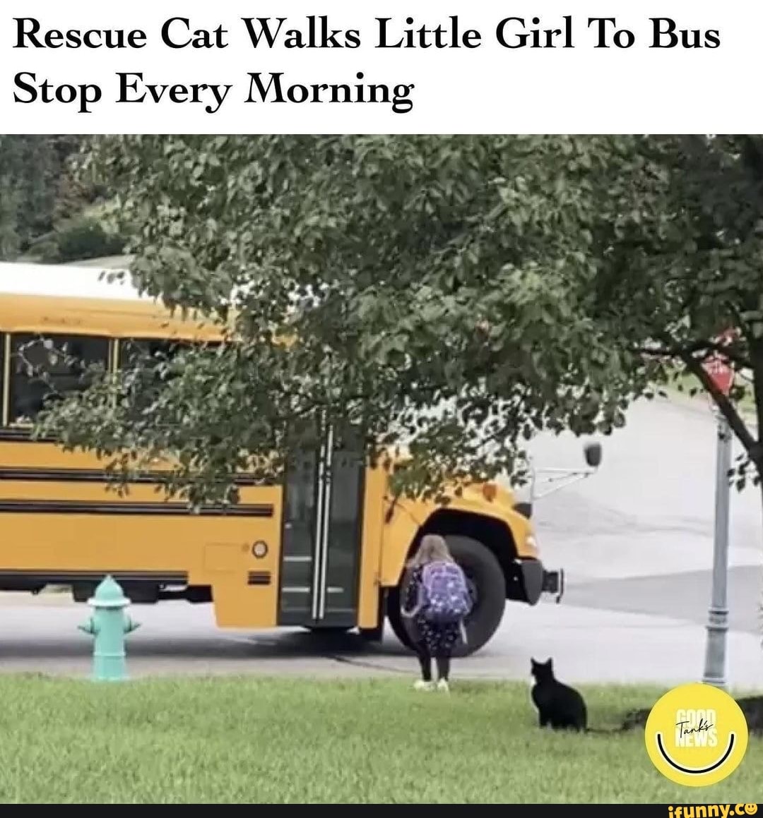 Bus Stop Lady Memes