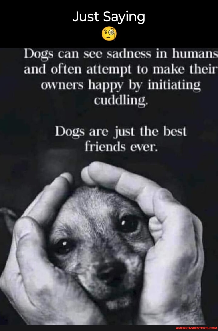 Just Saying Dogs can see sadness in humans and often attempt to make ...
