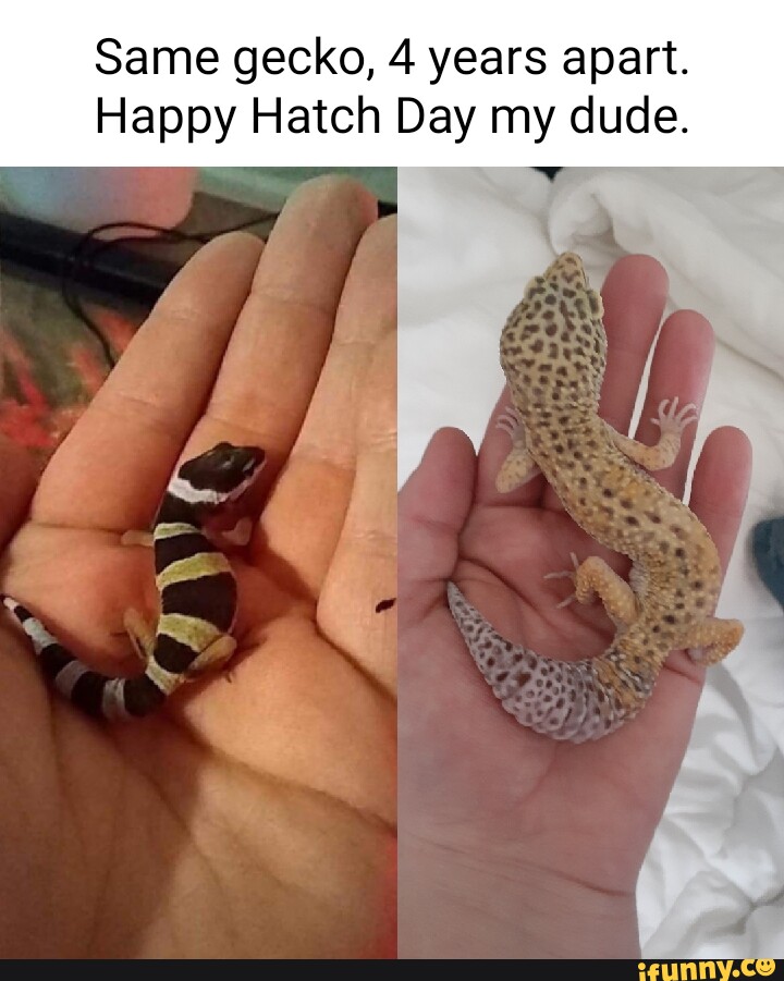 Leopardgecko memes. Best Collection of funny Leopardgecko pictures on ...