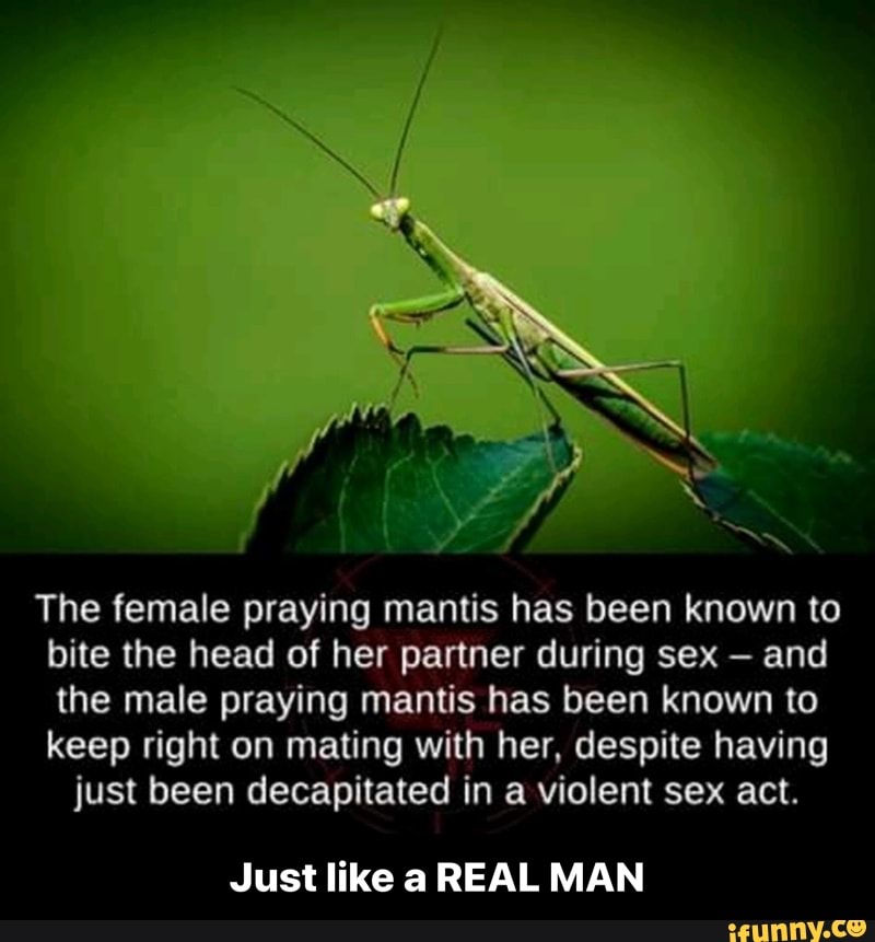 The female praying mantis has been known to bite the head of her ...