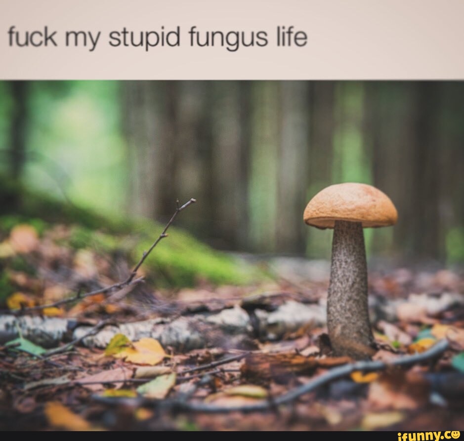 Fungus memes. Best Collection of funny Fungus pictures on iFunny