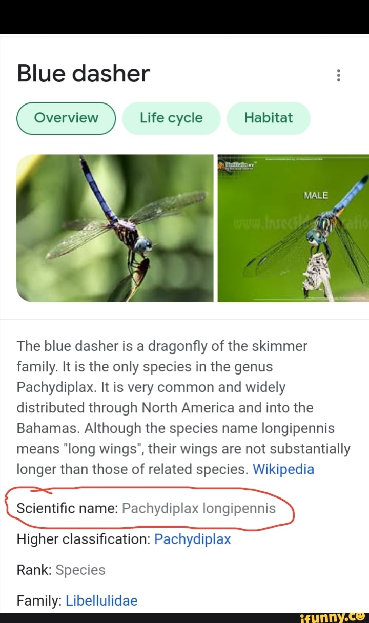 Blue dasher Life cycle Habitat The blue dasher is a dragonfly of the ...