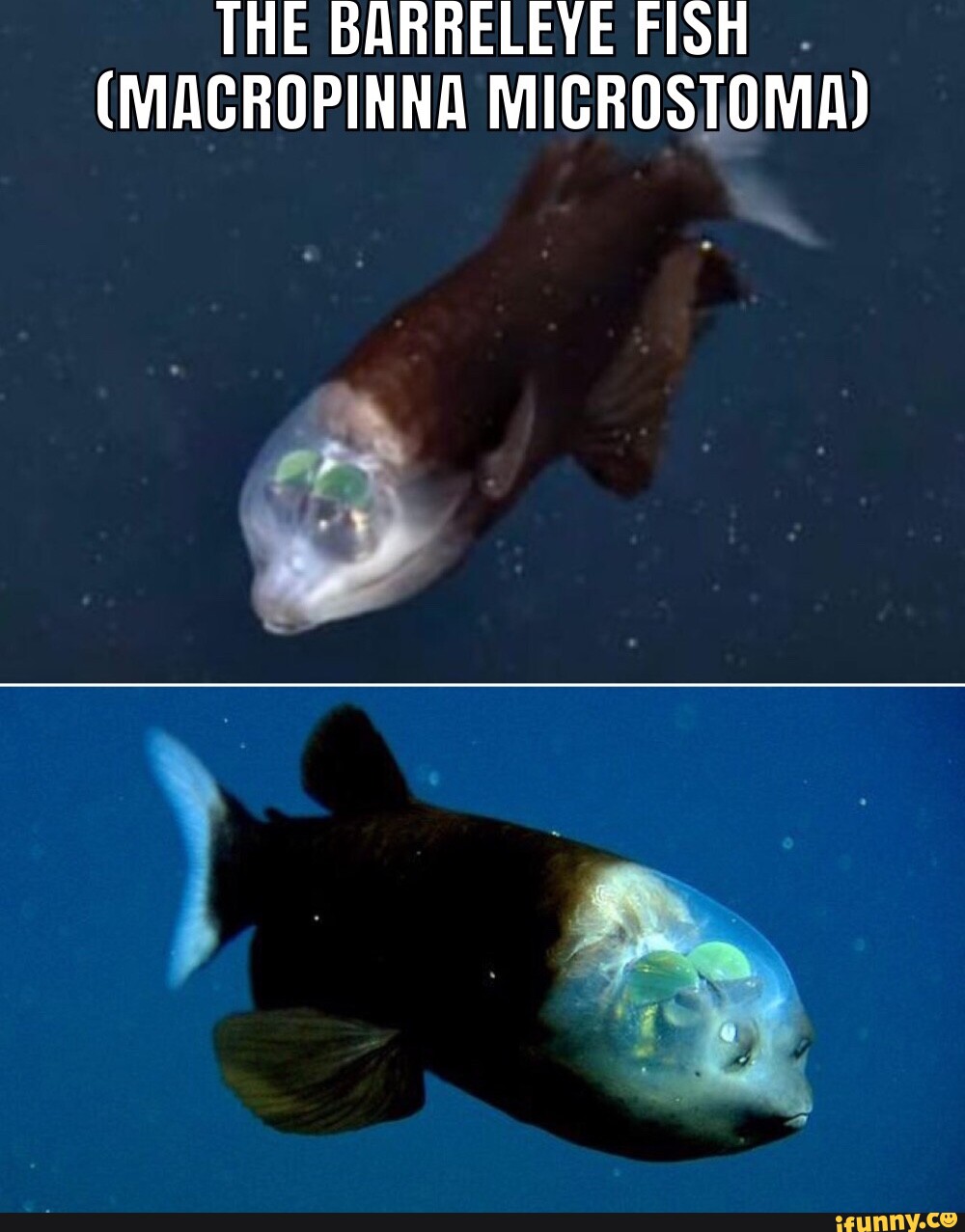 THE BARRELEYE FISH (MACROPINNA MICROSTOMA) - iFunny