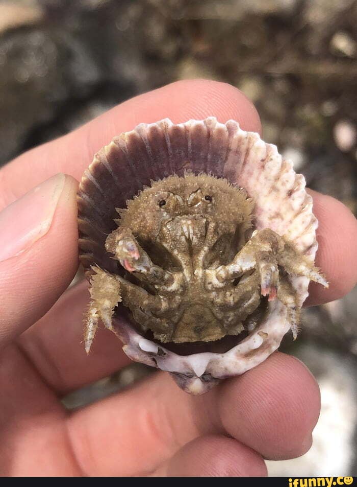 Shellback memes. Best Collection of funny Shellback pictures on iFunny