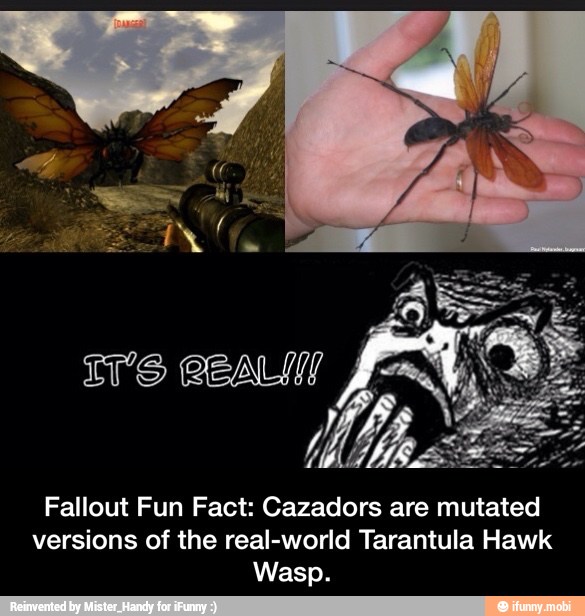 Fallout Fun Fact: Cazadors are mutated versions of the real-world ...
