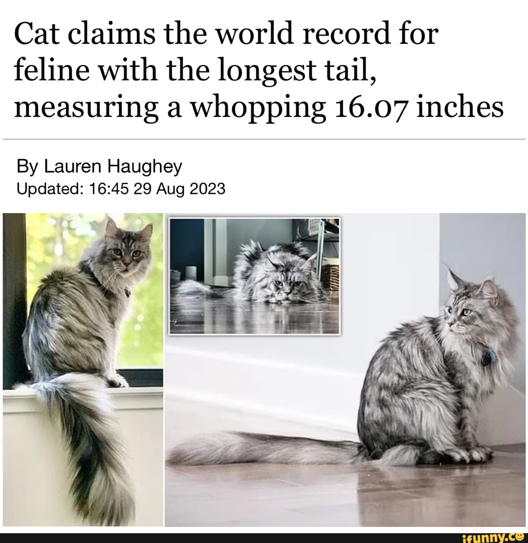Cat claims the world record for feline with the longest tail, measuring ...