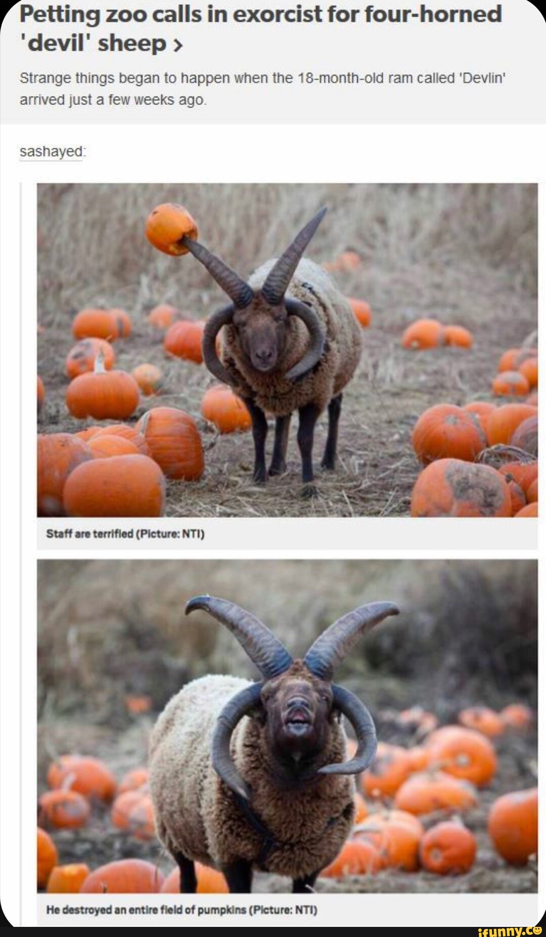 Petting zoo calls in exorcist for four-horned 'devil' sheep > Strange ...