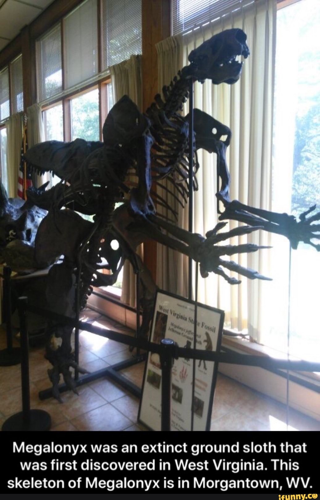 Megalonyx was an extinct ground sloth that was first discovered in West ...