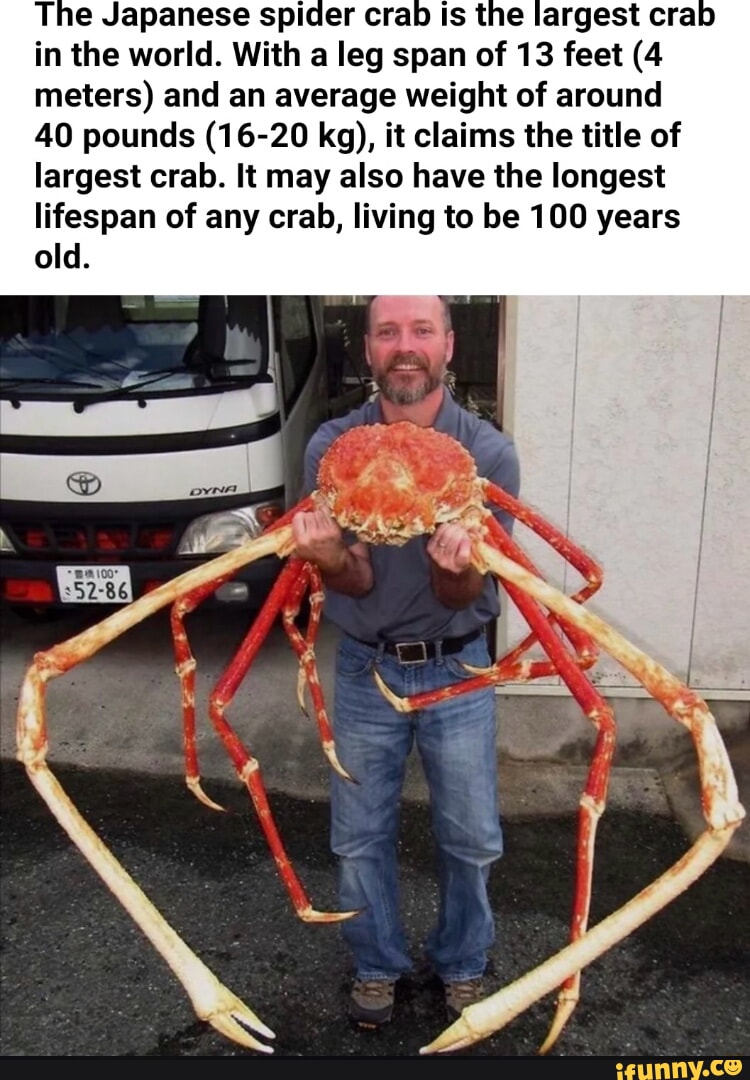 The Japanese spider crab is the largest crab in the world. With a leg ...
