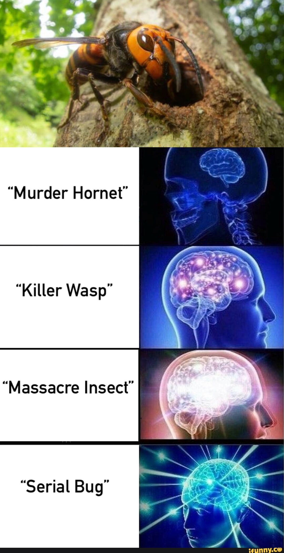 "Murder Hornet" "Killer Wasp" "Massacre Insect" "Serial Bug" - iFunny