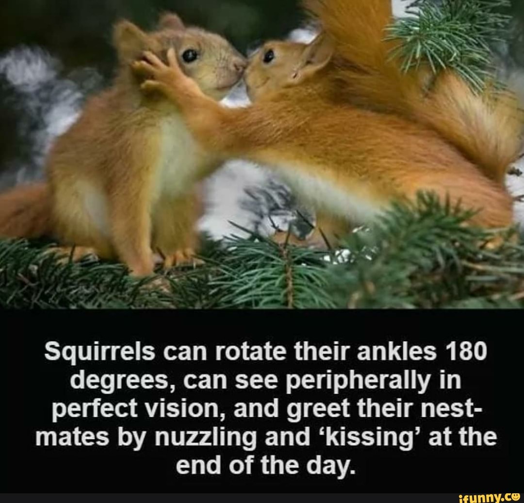 SS Squirrels can rotate their ankles 180 degrees, can see peripherally ...