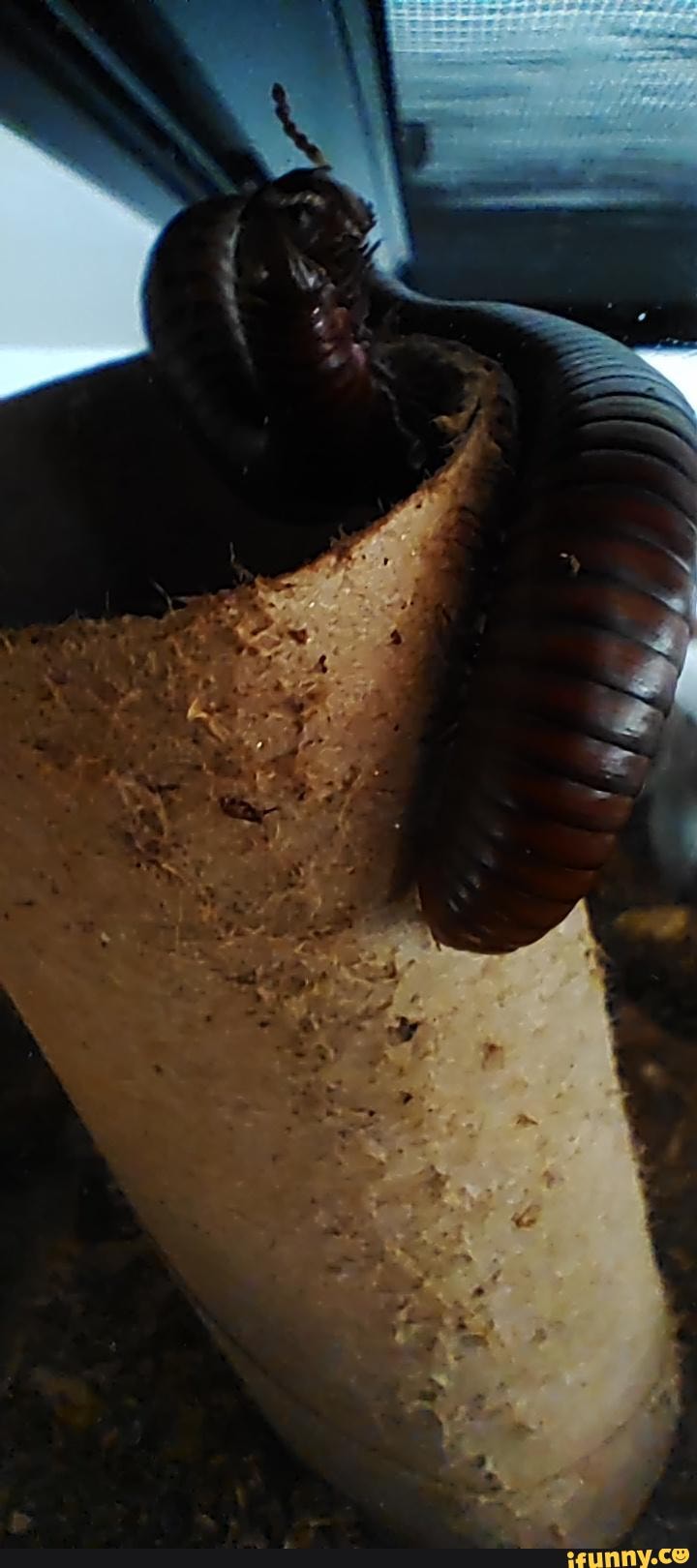 Millipede memes. Best Collection of funny Millipede pictures on iFunny