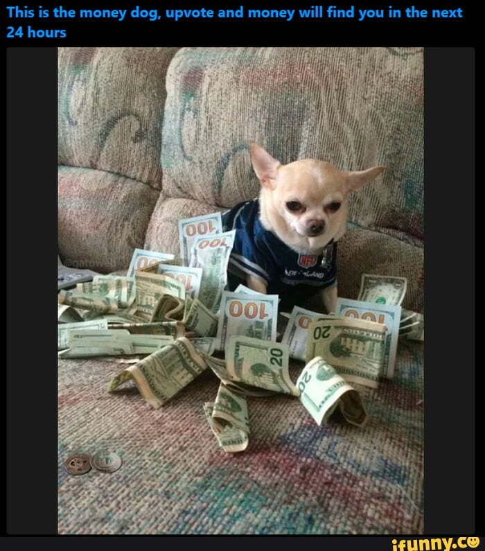 Money_dog memes. Best Collection of funny Money_dog pictures on iFunny