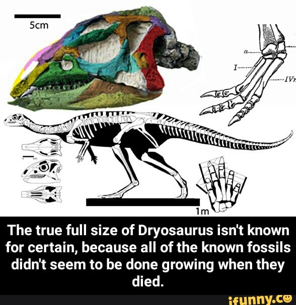 Dryosaurus memes. Best Collection of funny Dryosaurus pictures on iFunny