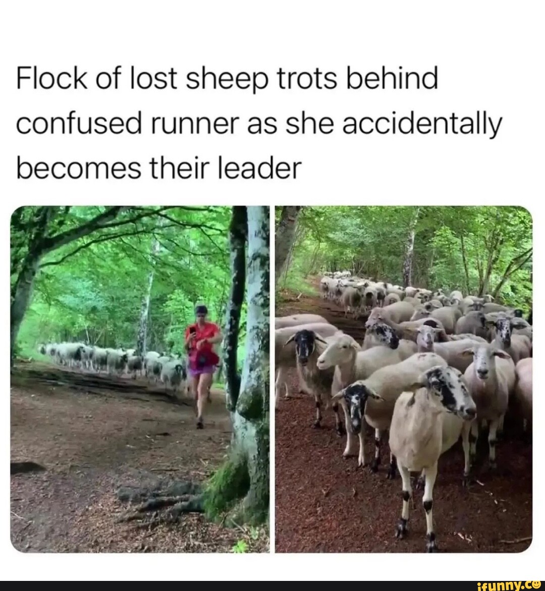 Flock of lost sheep trots behind confused runner as she accidentally ...