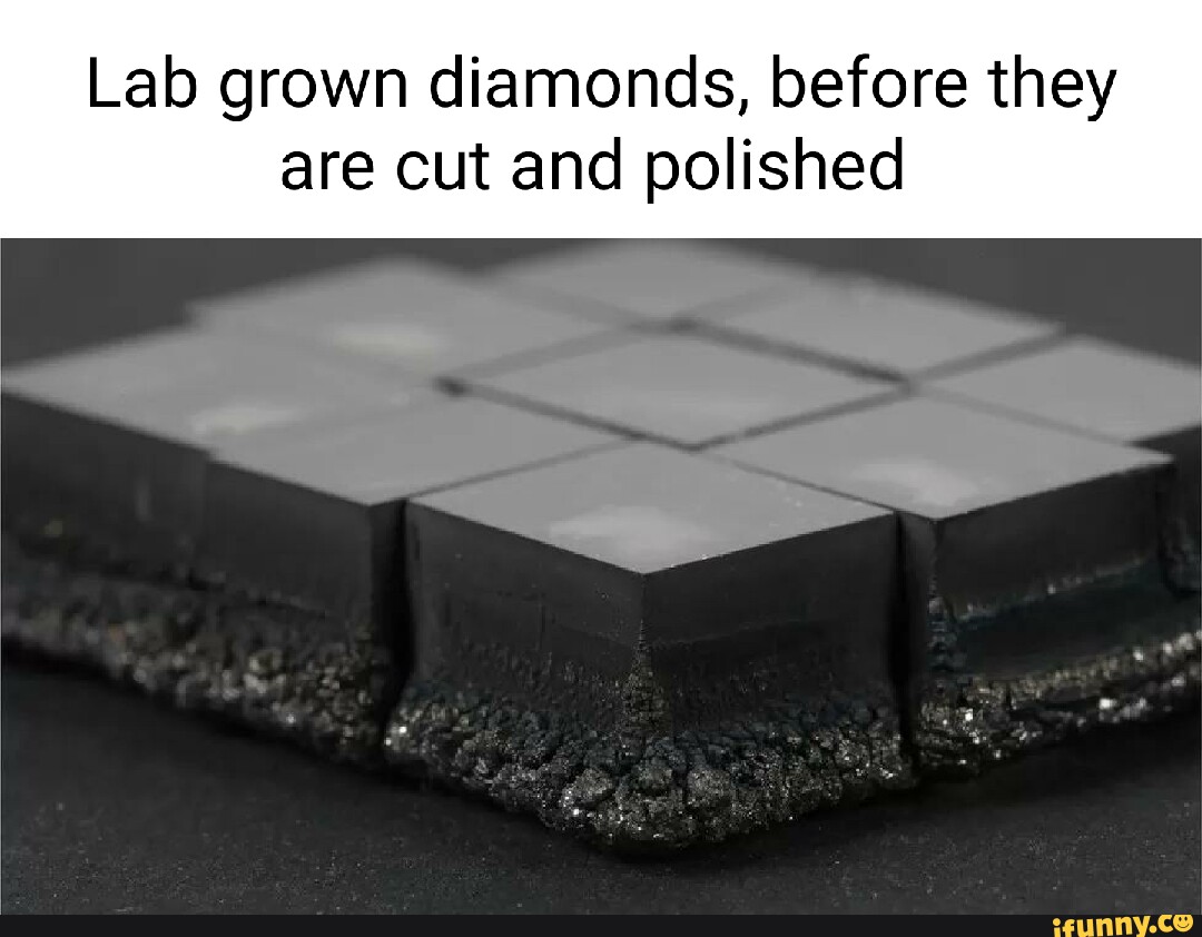 'Exotic' bird turns out to be a gull covered in curry or turmeric ...