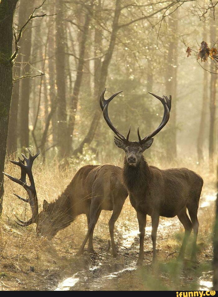 Red_deer memes. Best Collection of funny Red_deer pictures on iFunny