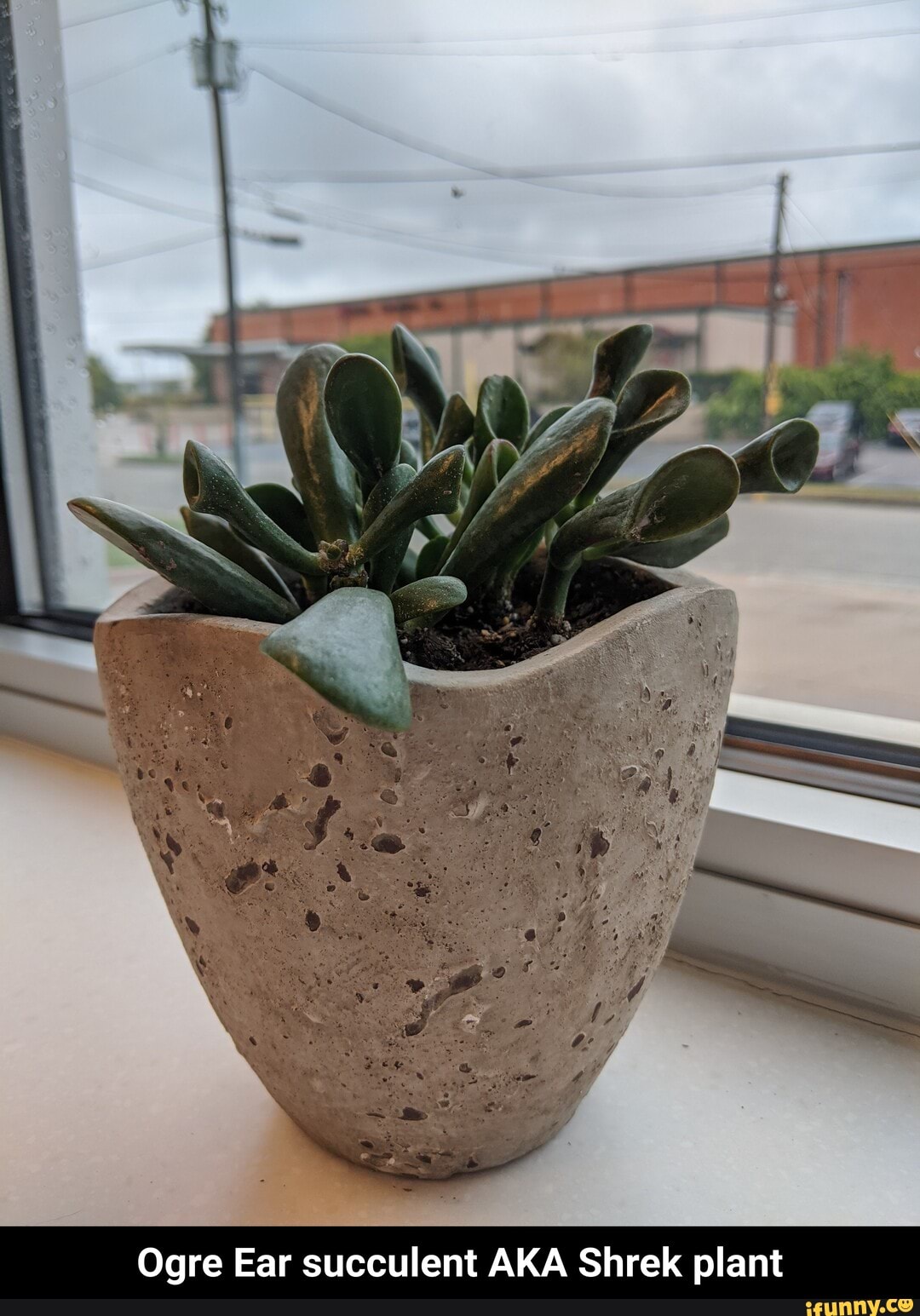 Ogre Ear succulent AKA Shrek plant - Ogre Ear succulent AKA Shrek plant ...