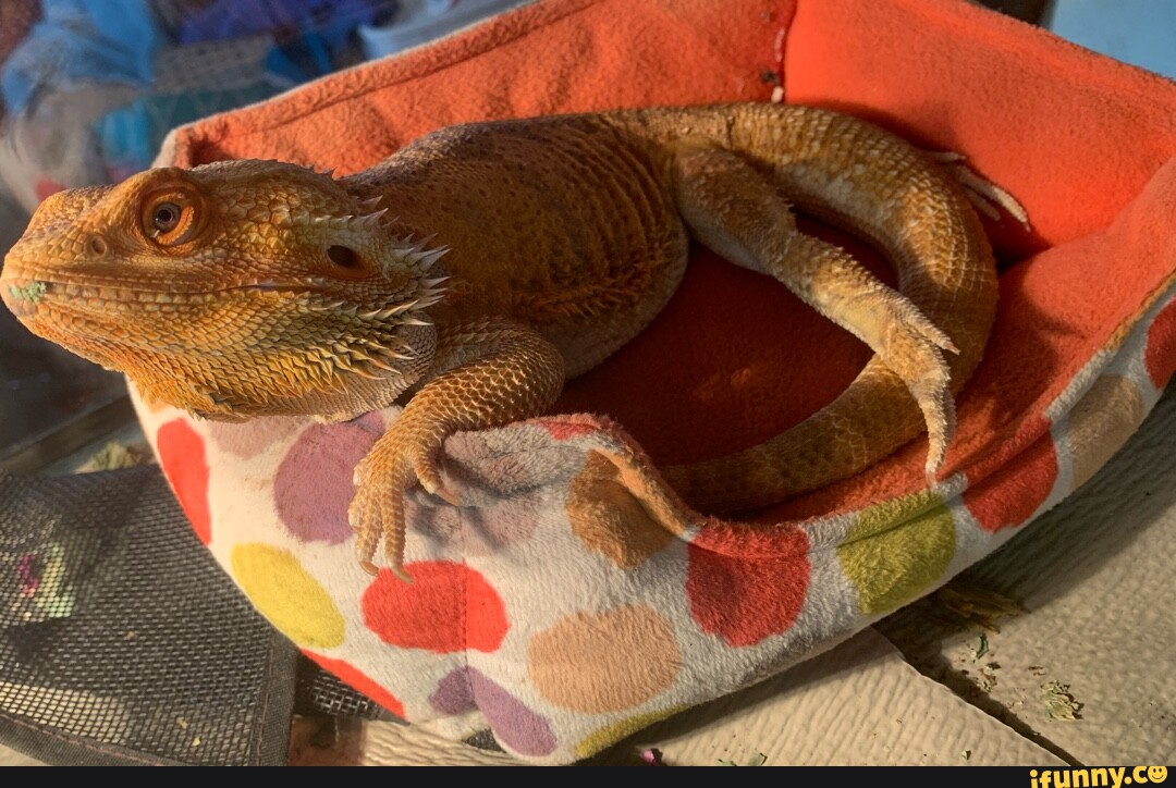 Gabiru memes. Best Collection of funny Gabiru pictures on iFunny