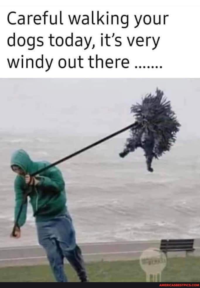 Careful walking your dogs today, it's very windy out there ...