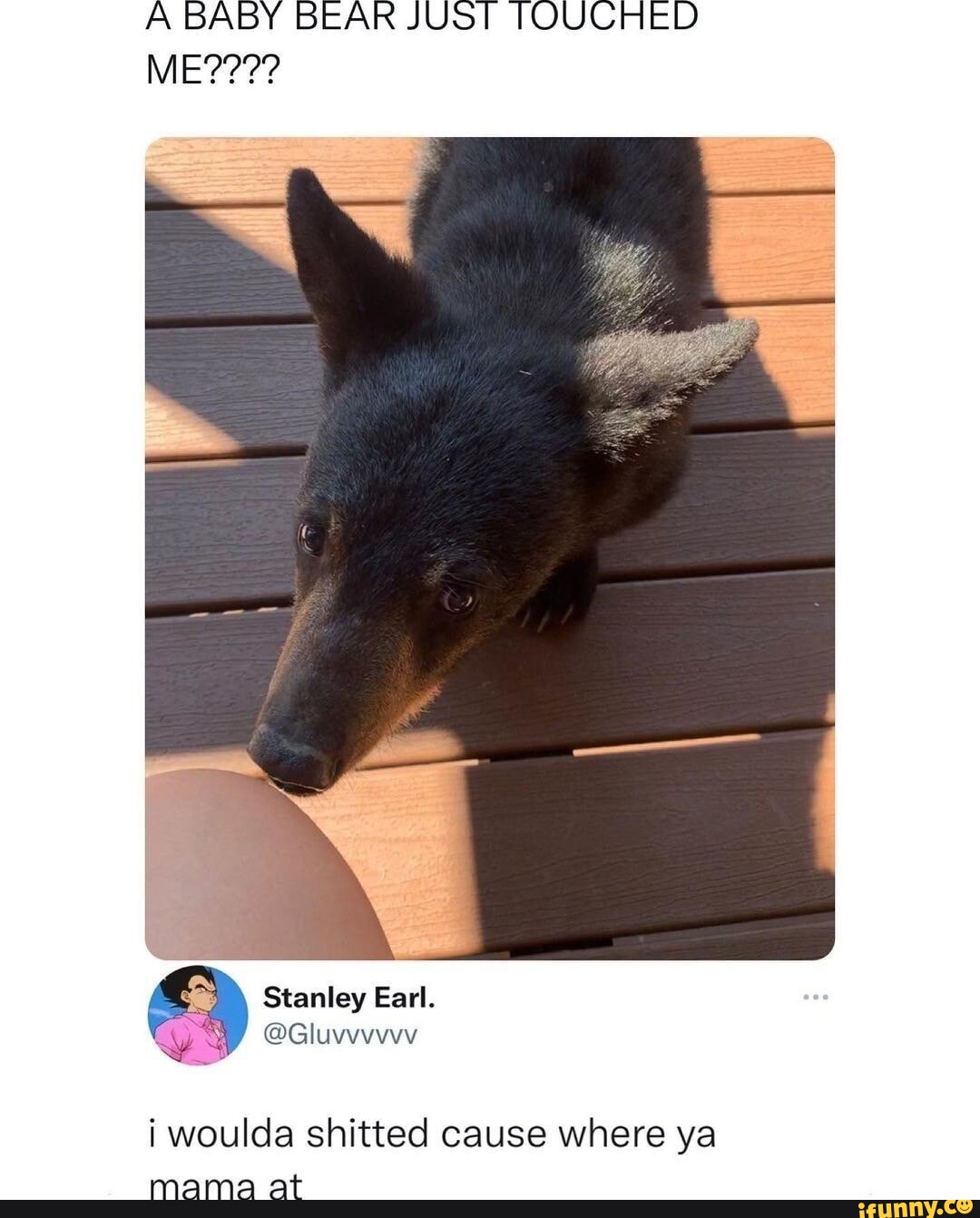 A BABY BEAR JUST TOUCHED ME???? Stanley Earl. ry @Gluvwwvvv i woulda ...