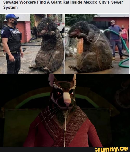 Sewage Workers Find A Giant Rat Inside Mexico City's Sewer - iFunny