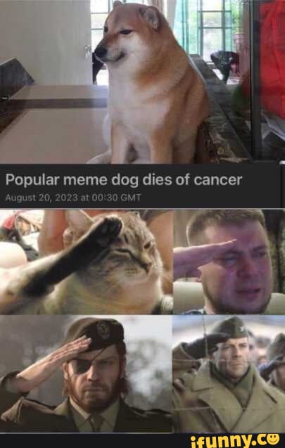 Popular meme dog dies of cancer - iFunny