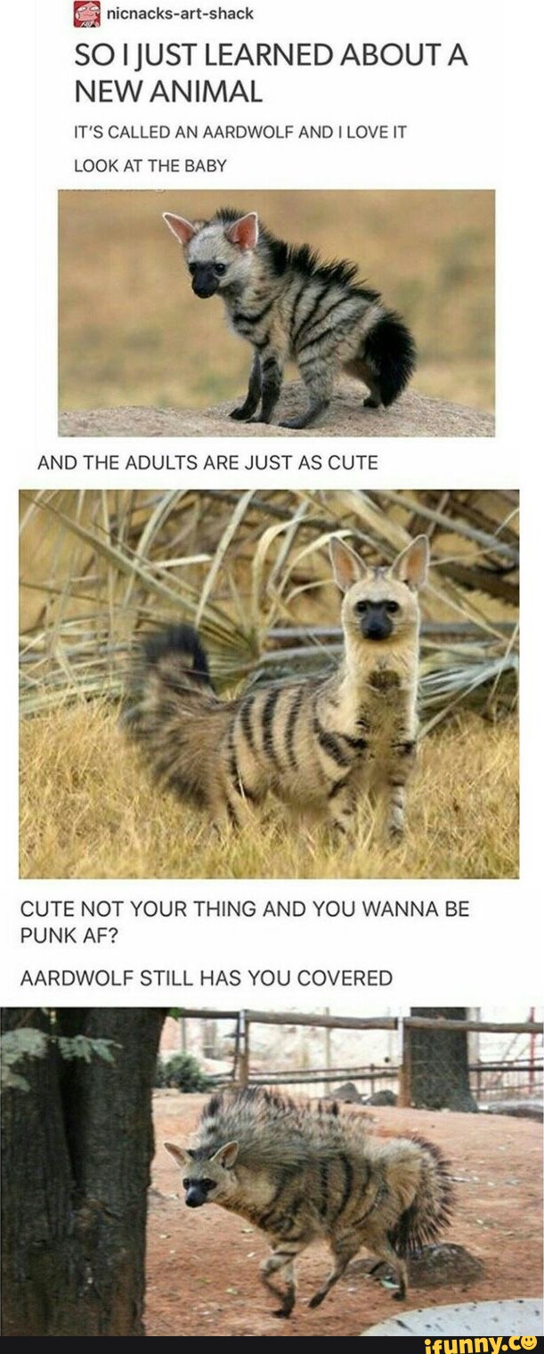 Aardwolf memes. Best Collection of funny Aardwolf pictures on iFunny