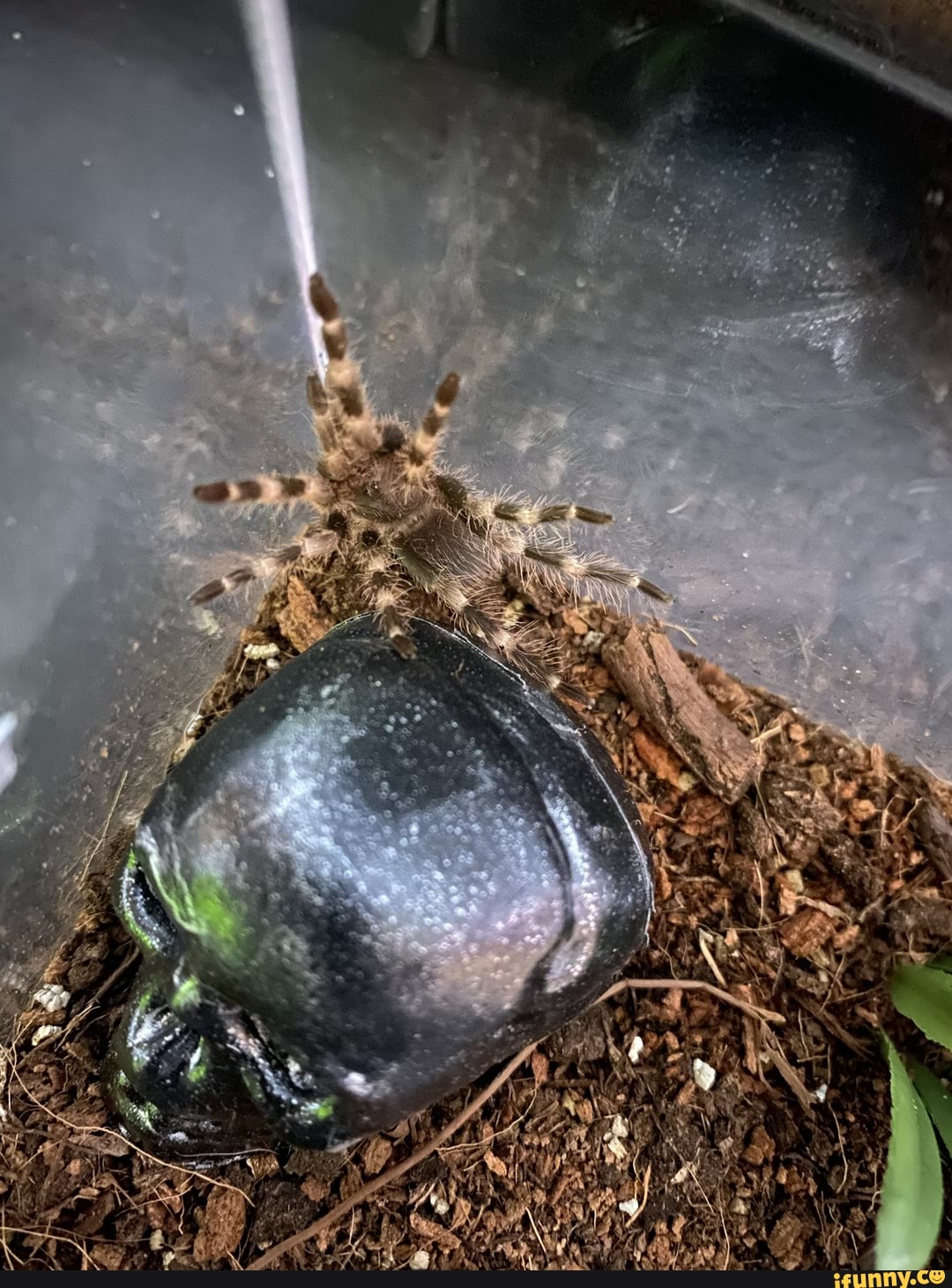 Beetlejuice being spooky cute. ^^^^ Brazilian Black & White - iFunny