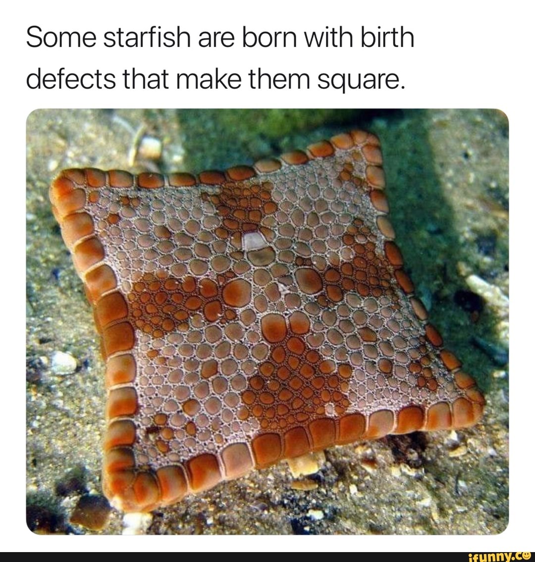 Some starfish are born With birth defects that make them square. - iFunny