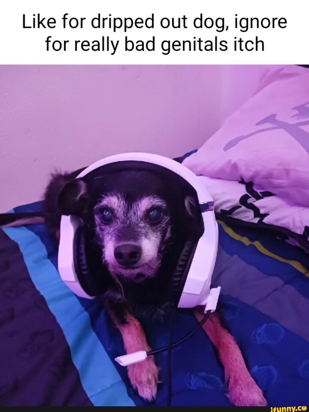 Like for dripped out dog, ignore for really bad genitals itch - iFunny