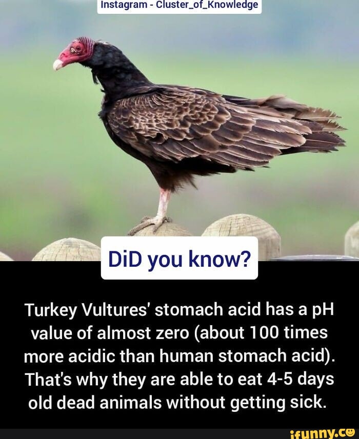 Instagram Cluster of Krow ledge DiD you know? Turkey Vultures' stomach ...