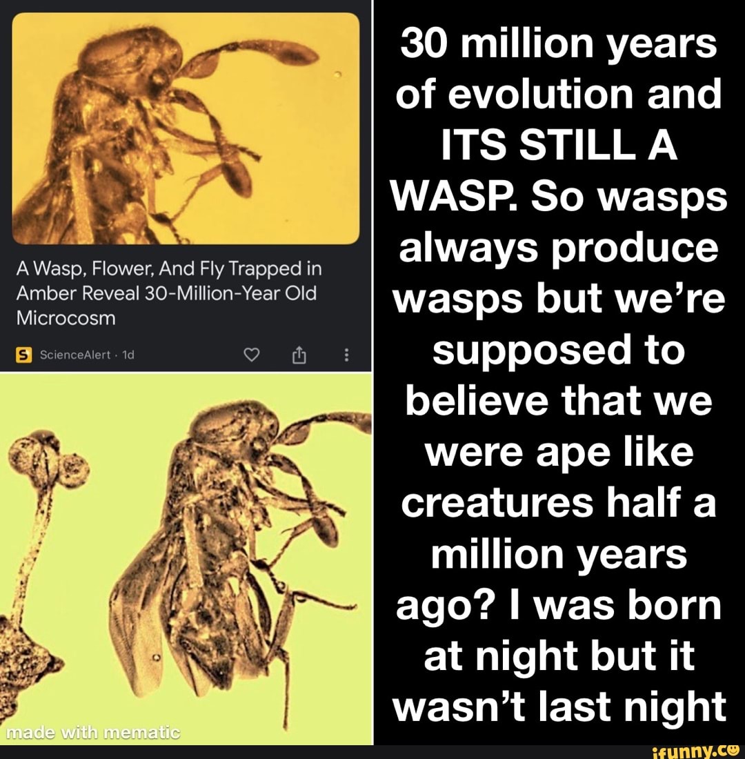 30 million years of evolution and ITS STILL WASP. So wasps always ...