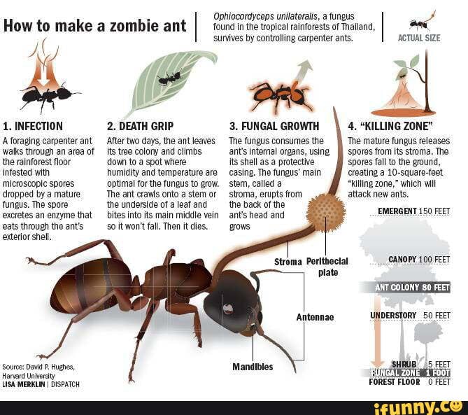 How to make a zombie ant I topical of 1. INFECTION 2. DEATH GRIP AA ...